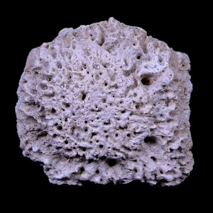 1.8 Glyptodon Fossil Osteoderm Scute Plate Bony Armor 1.2 Ounces ...