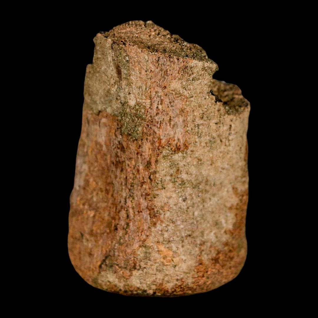 2.1" Edmontosaurus Fossil Finger Bone Lance Creek Formation Cretaceous ...