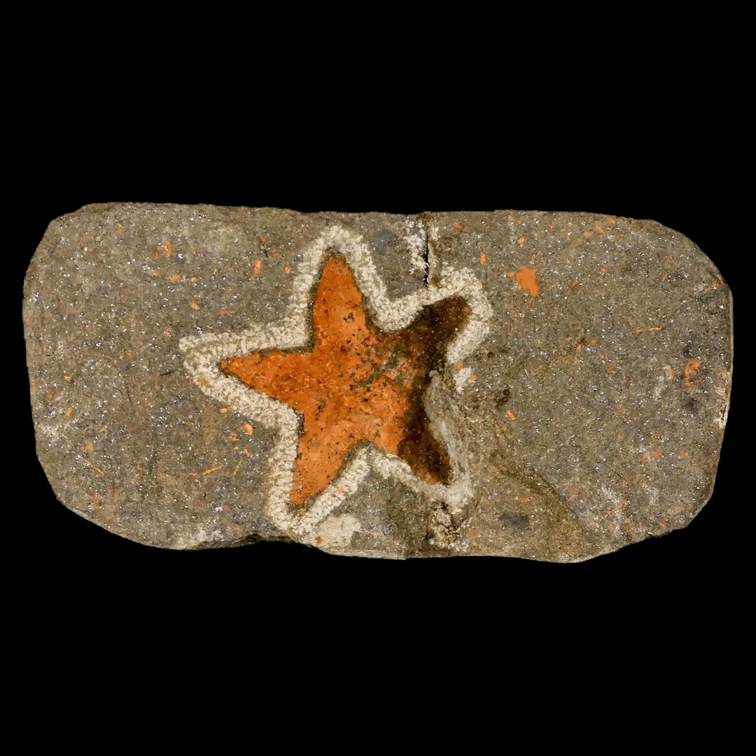 28MM Brittlestar Petraster Starfish Fossil Ordovician Age Blekus ...