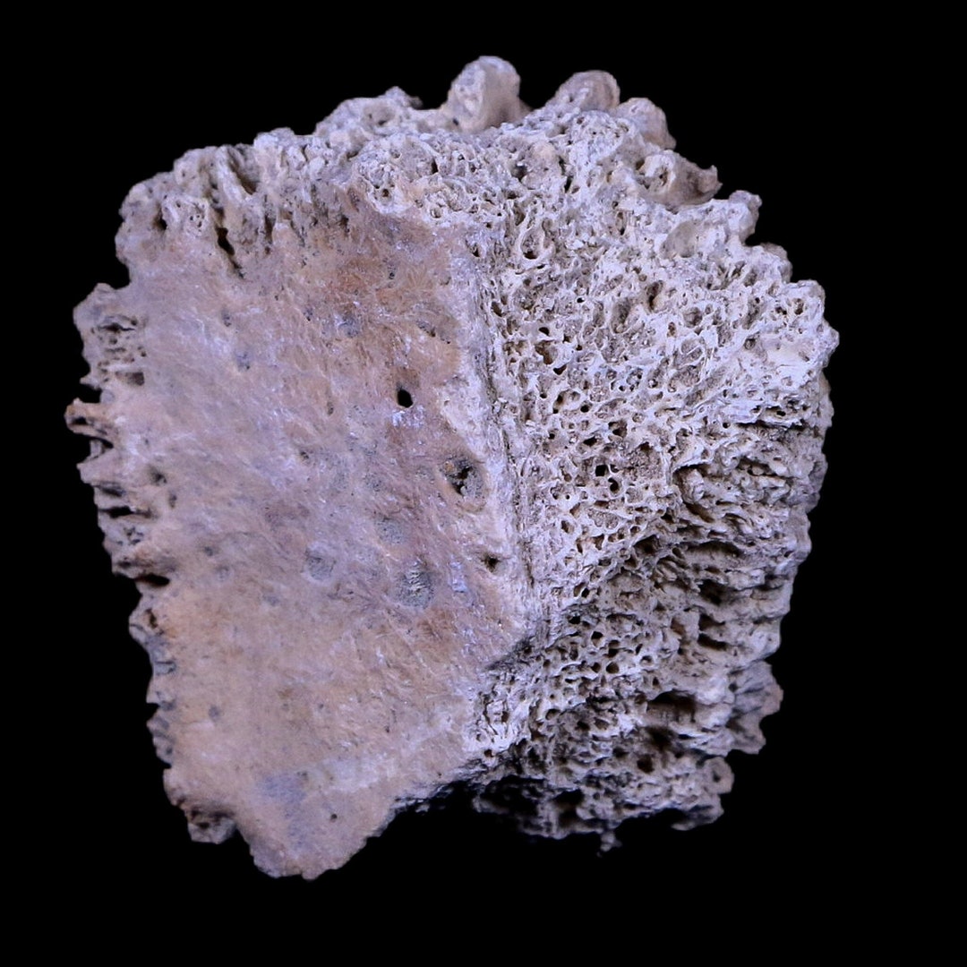 1.9 Glyptodon Fossil Osteoderm Scute Plate Bony Armor 1.2 Ounces ...