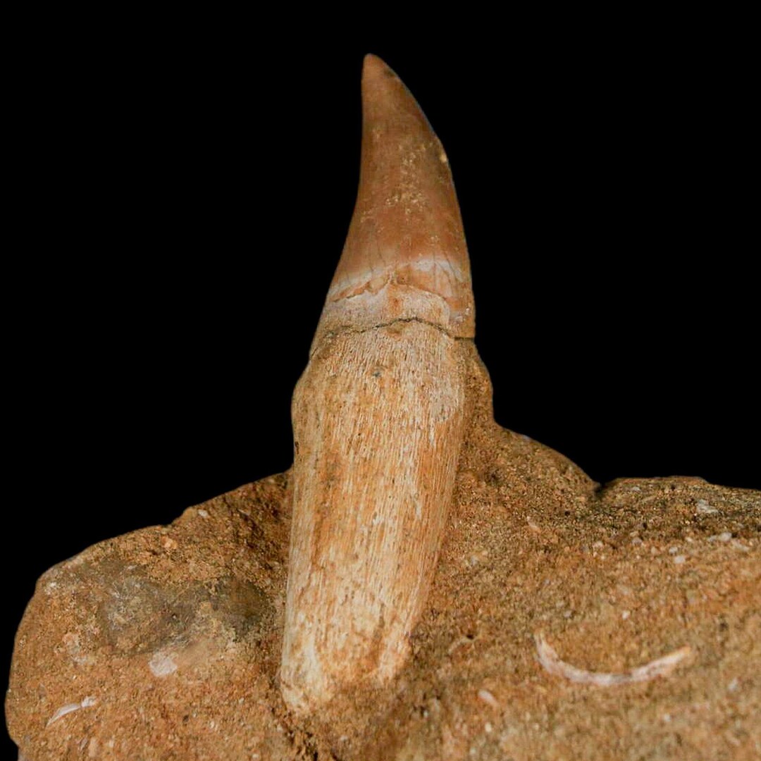 2.1" Halisaurus Mosasaur Fossil Tooth Rooted in Matrix Cretaceous ...
