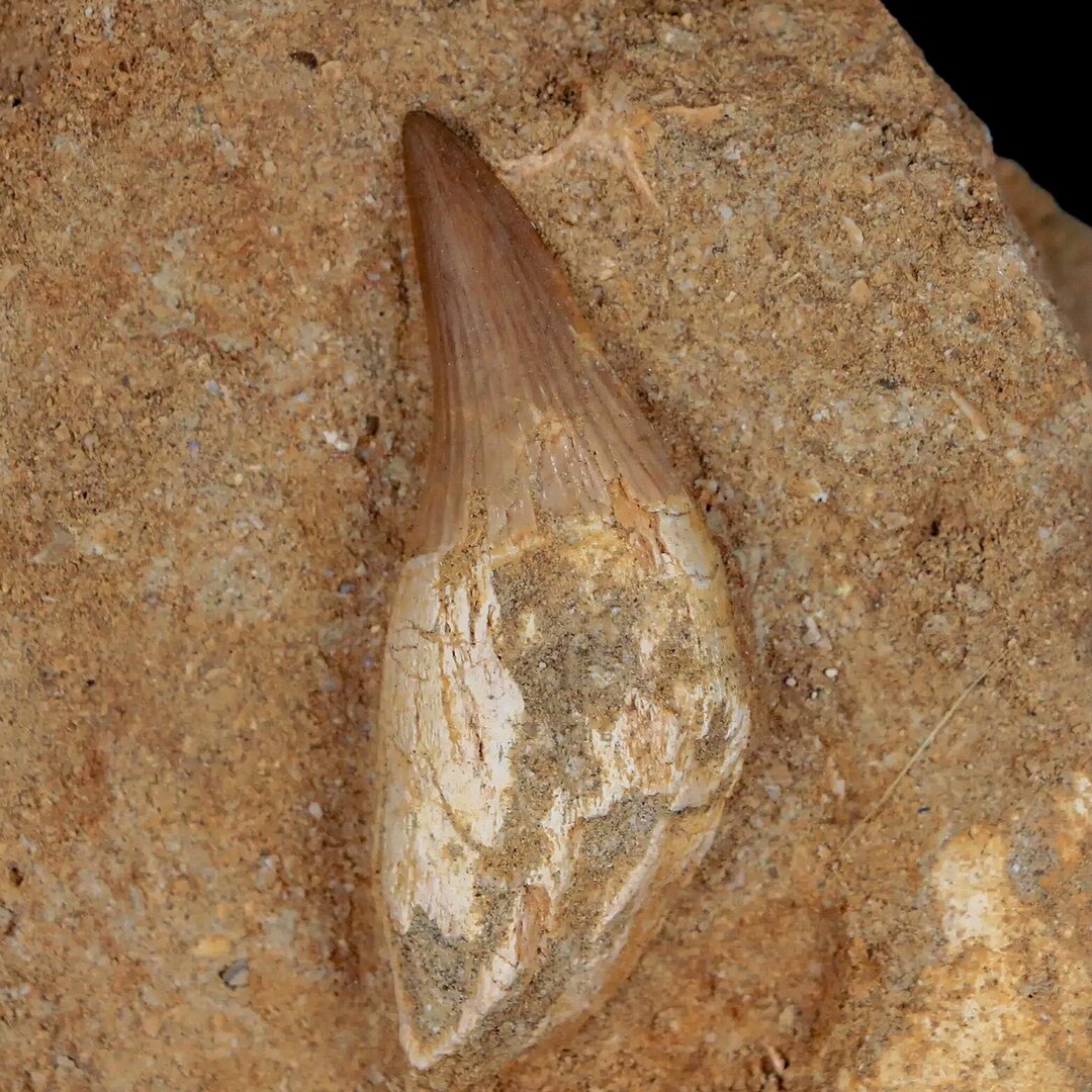 1.9 Halisaurus Mosasaur Fossil Tooth Rooted in Matrix Cretaceous ...