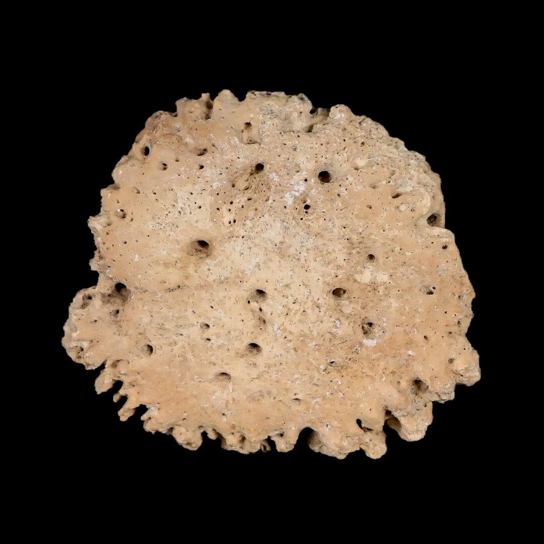 1.7" Glyptodon Fossil Osteoderm Scute Plate Bony Armor Pleistocene Age ...