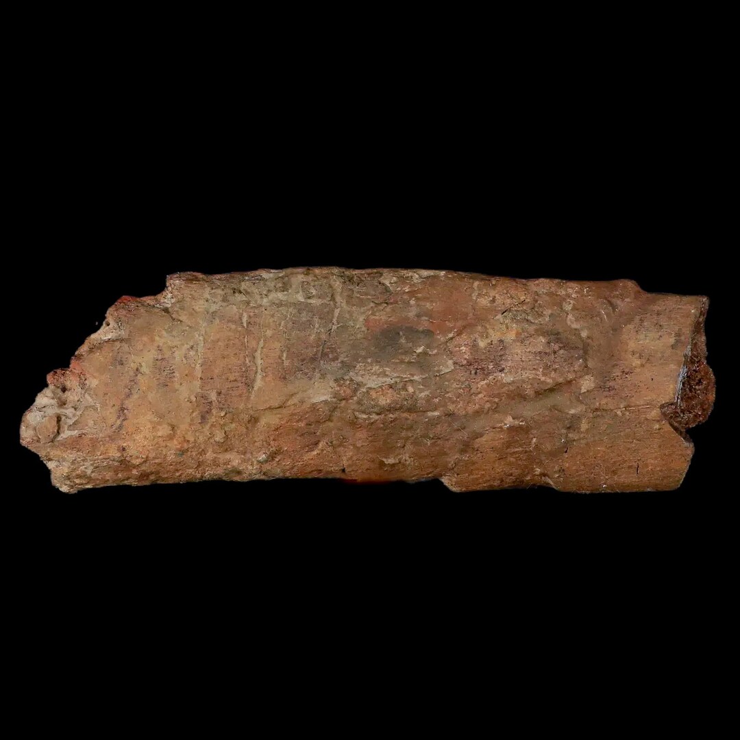 3.9 Dromaeosaurid Raptor Fossil Rib Bone Cretaceous Age Dinosaur Hell ...