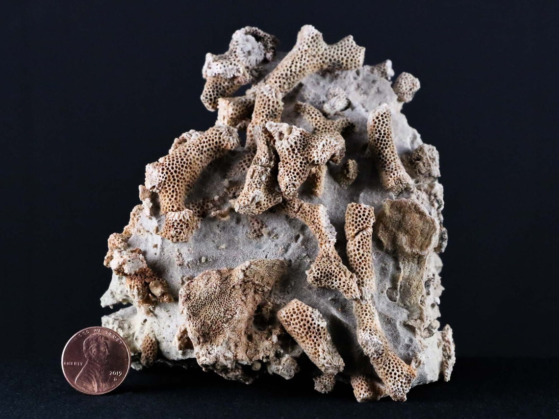 XL 3.9 Thamnopora Sp Coral Reef Fossil Devonian Age 380 - Etsy