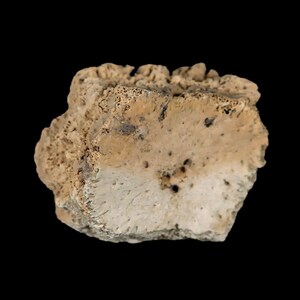 1.6" Glyptodon Fossil Osteoderm Scute Plate Bony Armor Pleistocene Age ...