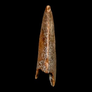 0.9 Majungasaurus Serrated Fossil Tooth Cretaceous Dinosaur Madagascar ...