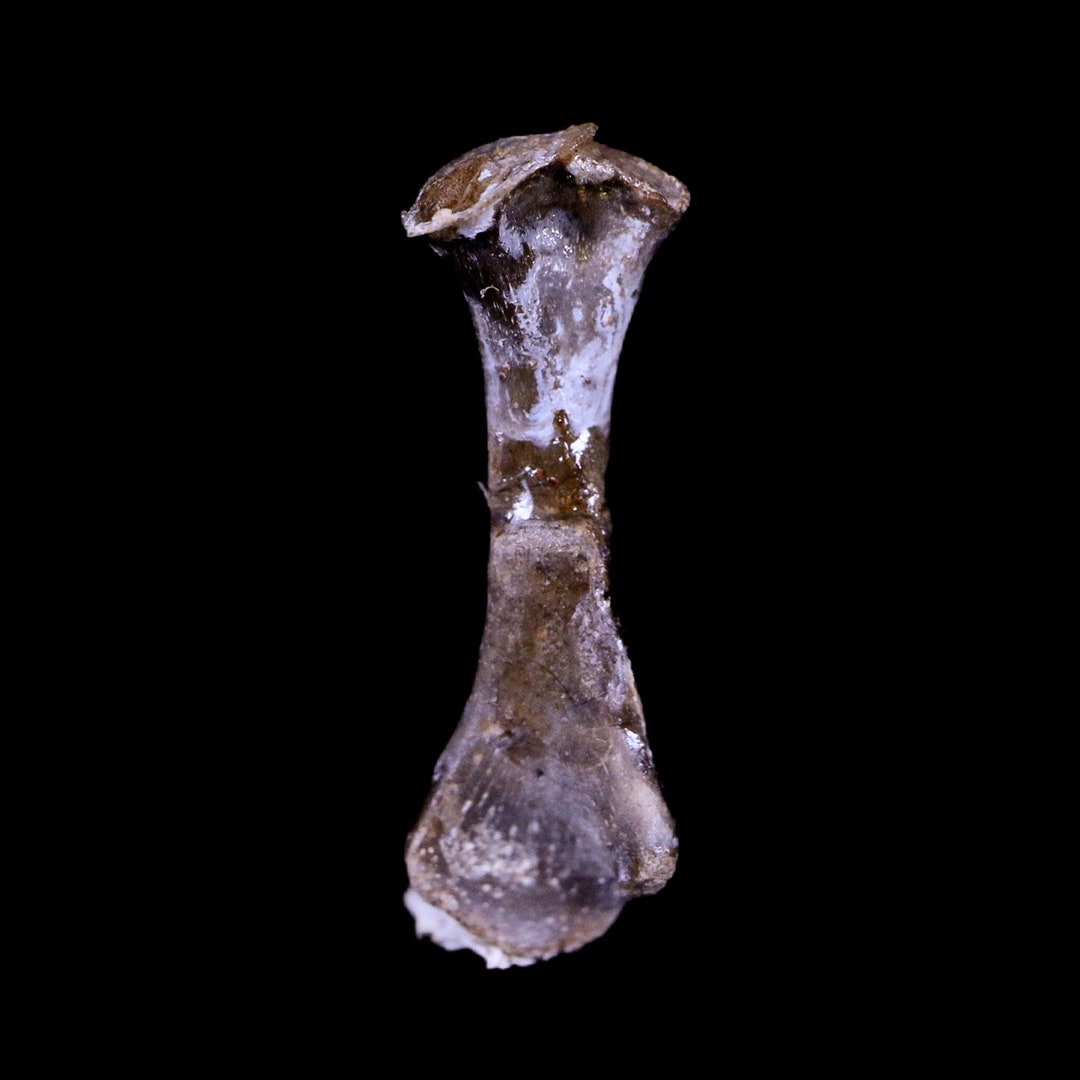 Captorhinus Aguti Fossil Femur Bone Permian Age Reptile 299 Mil Years ...