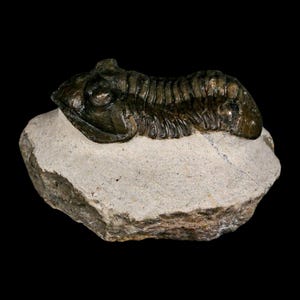 2.5" Moroccops Trilobite Fossil Morocco Devonian Age 400 Mil Yrs Old ...