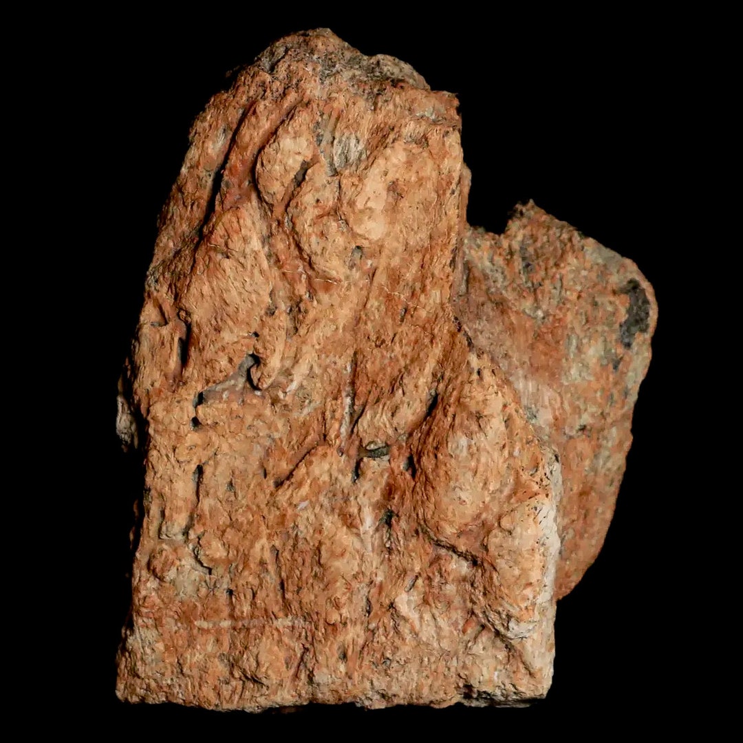 2.7 Triceratops Fossil Frill Bone Lance Creek Formation Cretaceous ...