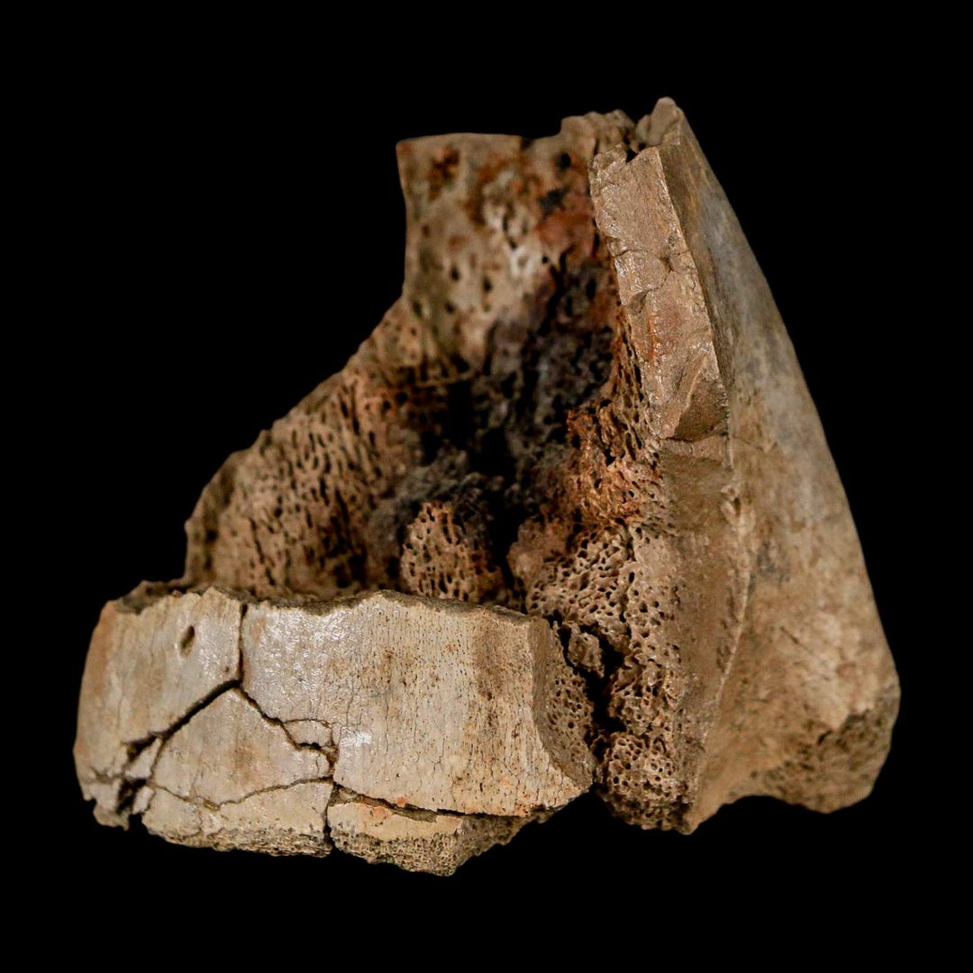 1.9" Hadrosaur Dinosaur Limb Bone Fossil Judith River Formation Montana ...