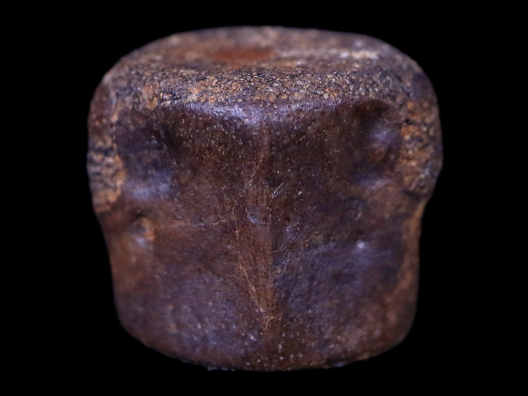 0.5" Champsosaurus Gigas Reptile Vertebra Cretaceous Hell Creek MT COA ...