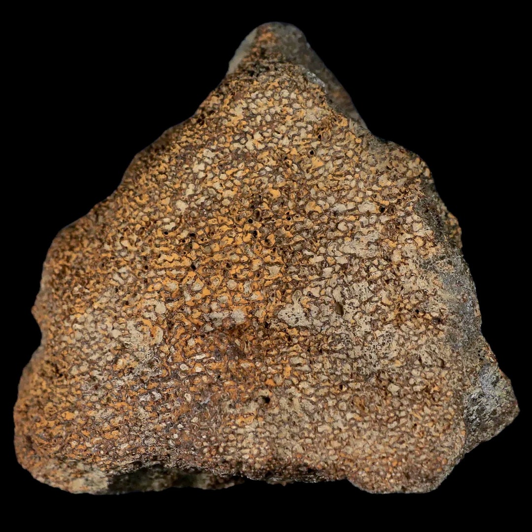 2.9" Centrosaurus Fossil Bone With Marrow Judith River Formation ...