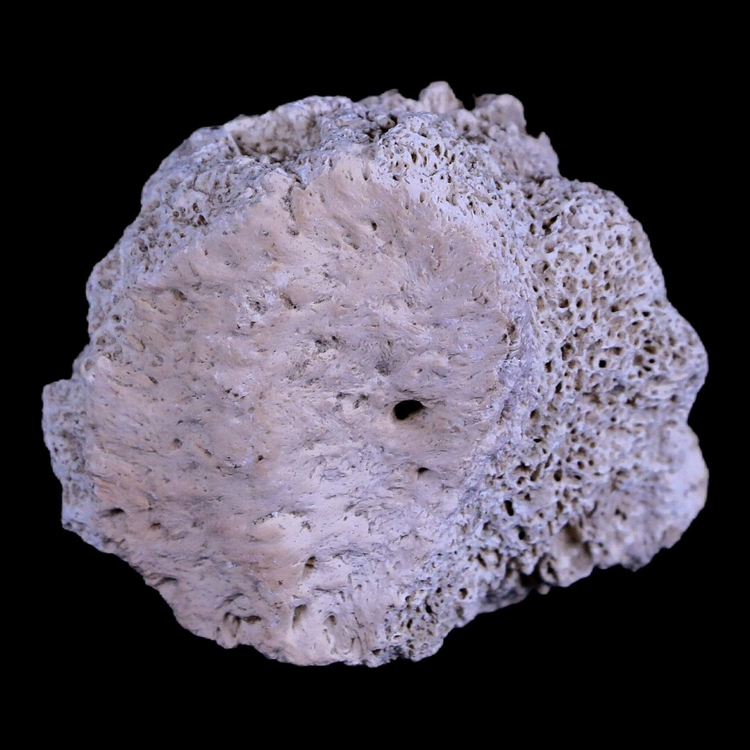 1.9" Glyptodon Fossil Osteoderm Scute Plate Bony Armor Pliocene Age ...