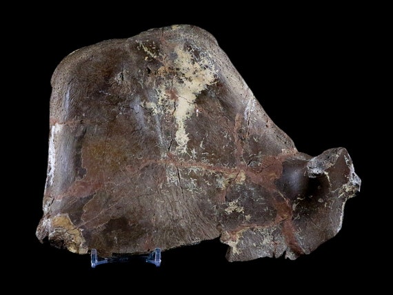 XL 8 Fossil Turtle Shell Hell Creek Formation Montana | Etsy