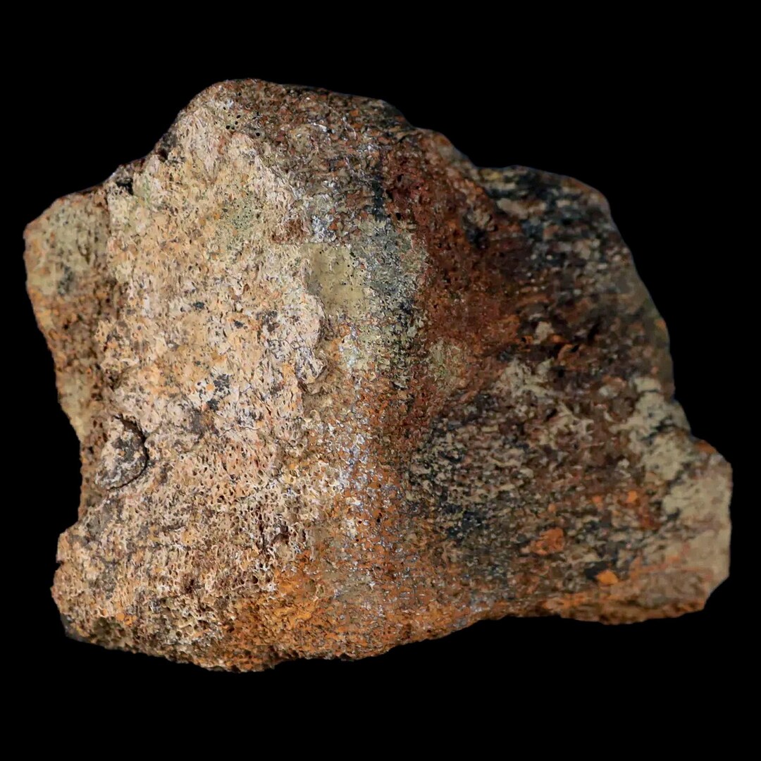 2.8 Centrosaurus Fossil Bone in Marrow Judith River Formation Montana ...