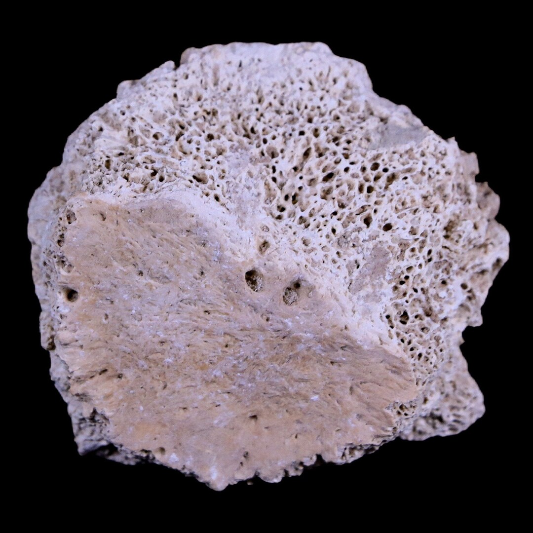 1.9" Glyptodon Fossil Osteoderm Scute Plate Bony Armor Pliocene Age ...