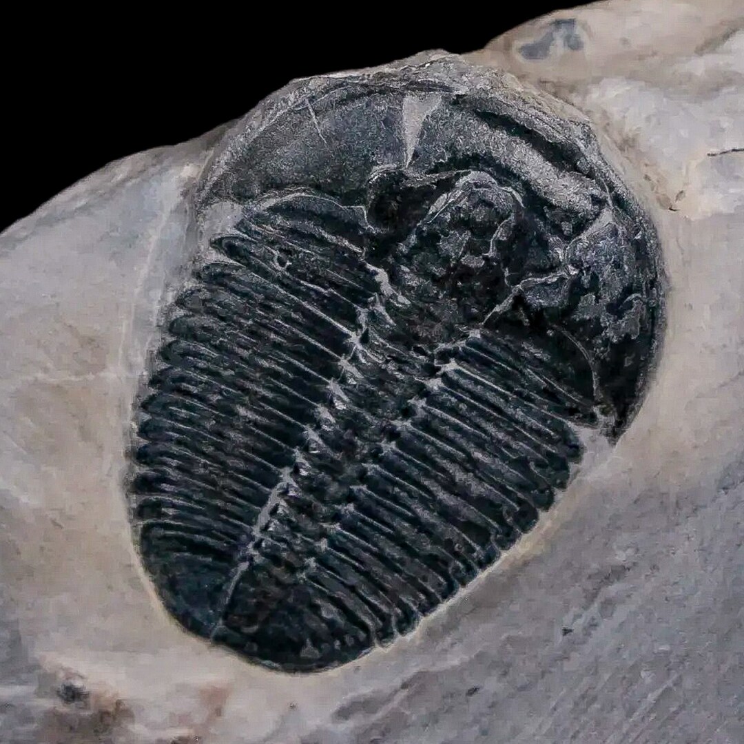 1 Elrathia Kingi Trilobite Fossil Utah Cambrian Age 521 Million Years ...