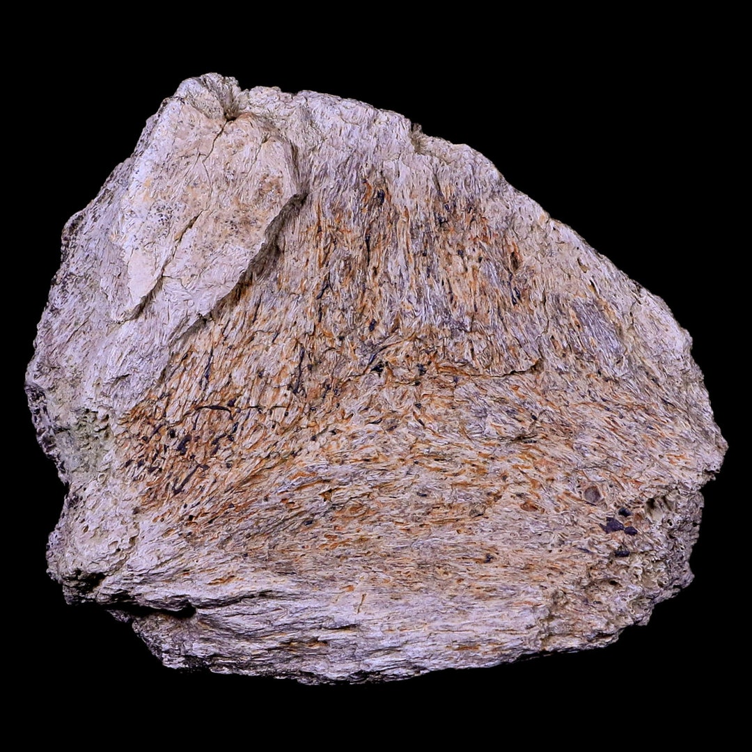 3.3 Triceratops Skull Fossil Bone Lance Creek Formation Late Cretaceous ...