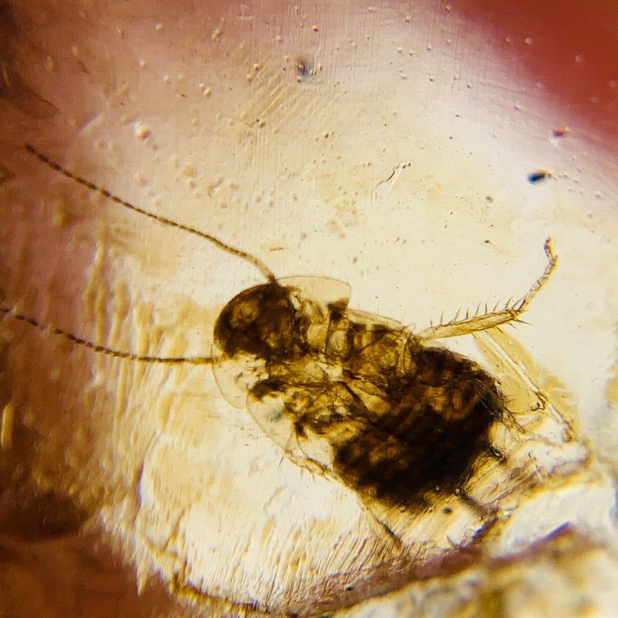 Burmese Insect Amber Roach Larva Fossil Burmite Kachin Amber | Etsy