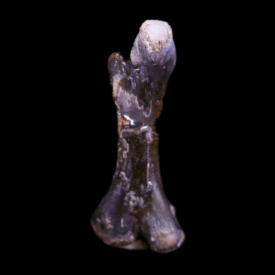 Captorhinus Aguti Fossil Femur Bone Permian Age Reptile 299 Mil Years ...