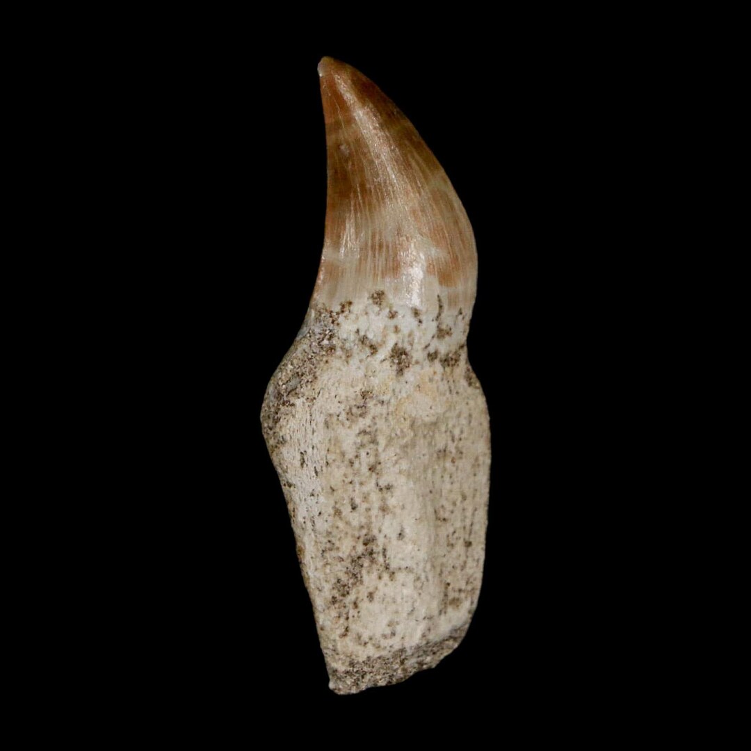 2.1" Halisaurus Walkeri Mosasaur Fossil Tooth Rooted Cretaceous ...