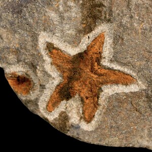 30MM Brittlestar Petraster Starfish Fossil Ordovician Age Blekus ...
