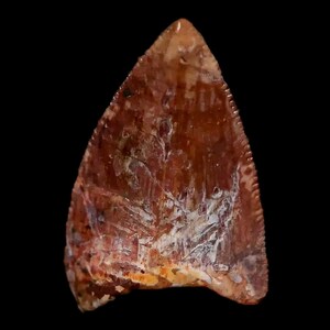 0.7" Phytosaur Fossil Tooth Triassic Age Archosaur Redonda Formation ...