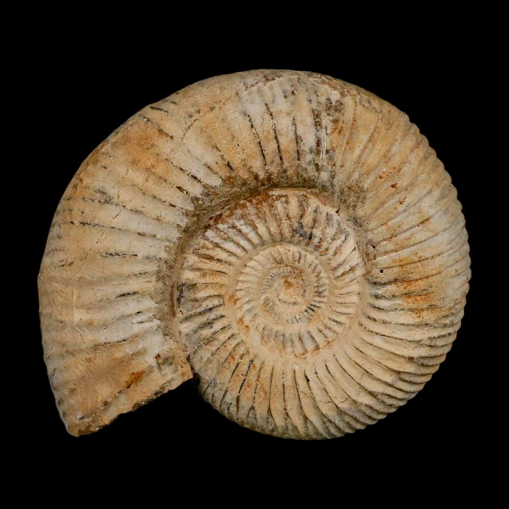 87MM Perisphinctes Ammonite Fossil Nautilus Madagascar Jurassic Age ...