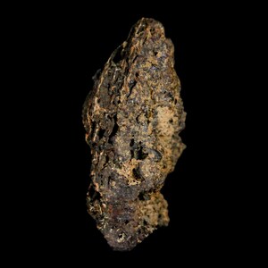 1.6" Tyrannosaurus Rex Dinosaur Fossil Bone Marrow Lance Creek FM ...