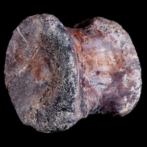 2.3" Phytosaur Fossil Vertebrae Bone Late Triassic Age Archosaur Chinle ...