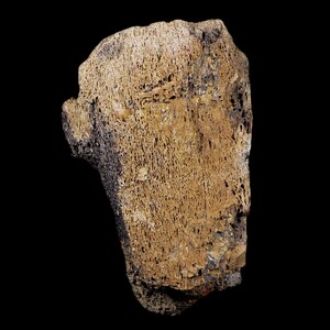 6.5" Torosaurus Bone Marrow Fossil Lance Creek Formation Cretaceous ...