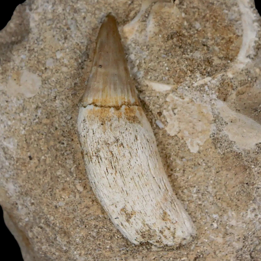 2 Halisaurus Mosasaur Fossil Tooth Rooted in Matrix Cretaceous Dinosaur ...