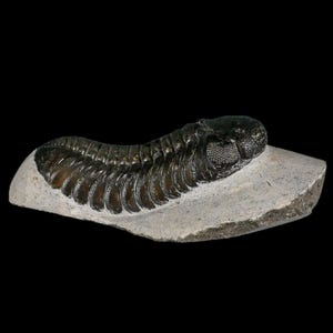 2.5 Moroccops Trilobite Fossil Devonian Morocco 400 Million Years Old ...