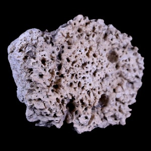 2.1 Glyptodon Fossil Osteoderm Scute Plate Bony Armor Pliocene Age ...