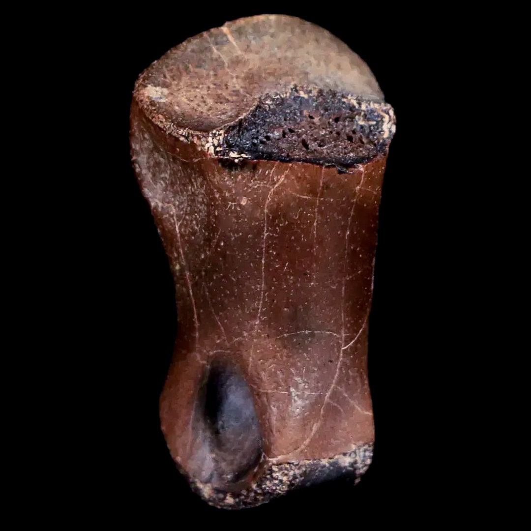 0.9 Raptor Fossil Toe Bone Cretaceous Dinosaur Judith River Formation ...