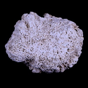 2.1 Glyptodon Fossil Osteoderm Scute Plate Bony Armor Pliocene Age ...