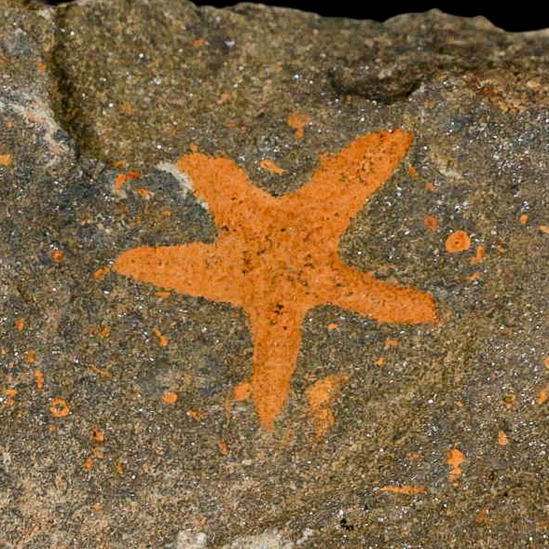 24MM Brittlestar Petraster Starfish Fossil Ordovician Age Blekus ...