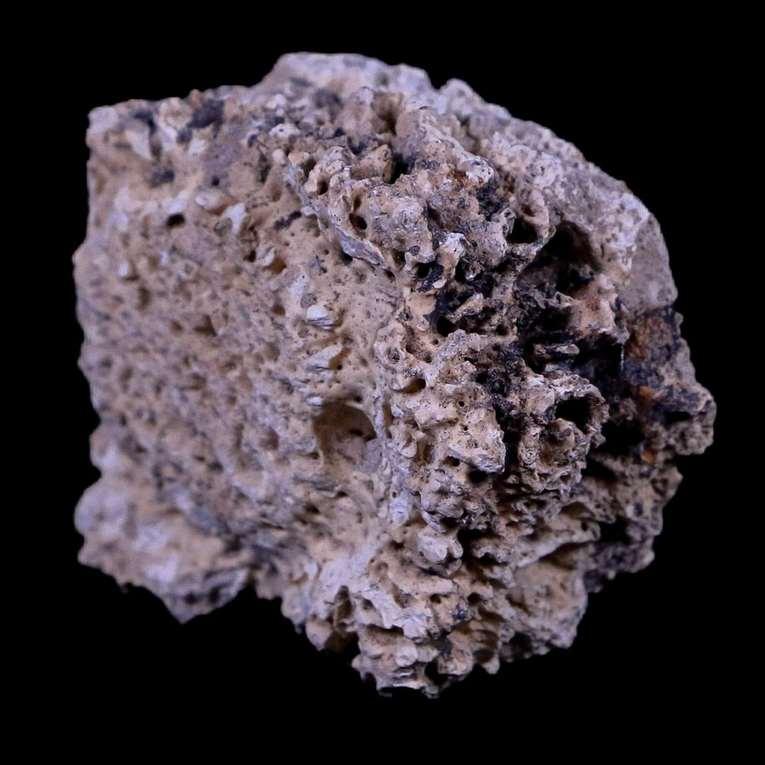 2 Glyptodon Fossil Osteoderm Scute Plate Bony Armor 1.2 Ounces Pliocene ...