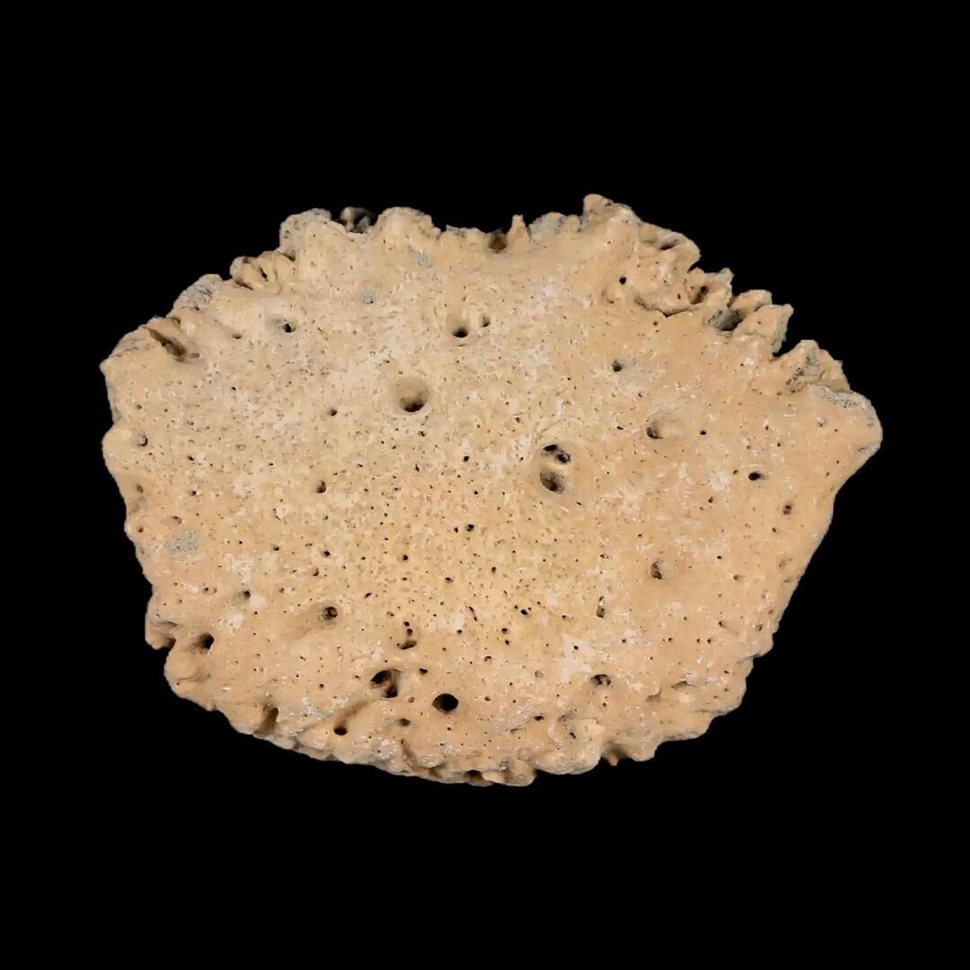 1.9 Glyptodon Fossil Osteoderm Scute Plate Bony Armor Pleistocene Age ...