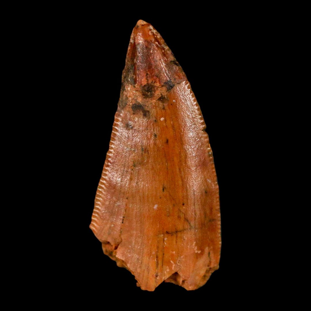 0.8" Abelisaur Serrated Tooth Fossil Cretaceous Age Dinosaur Morocco ...