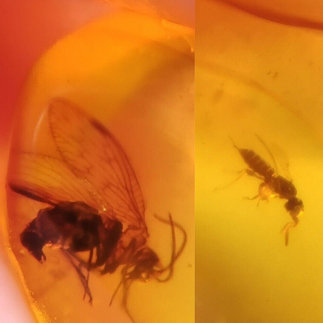 Burmese Insect Amber Hymenoptera Wasp, Lacewing Fossil Cretaceous ...