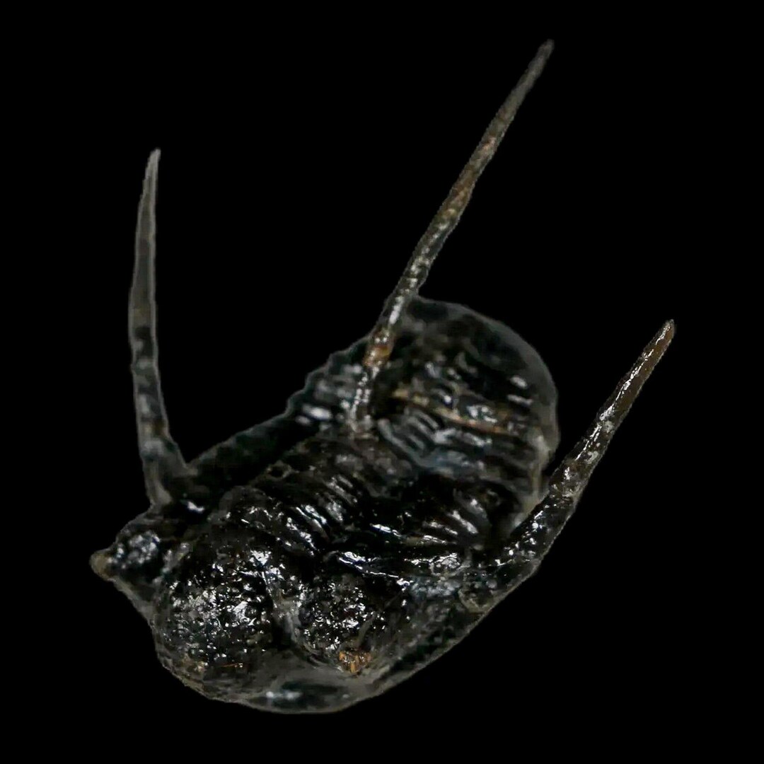 1.3" Cyphaspis Otarion Spiny Trilobite Fossil Devonian Age 400 Mil Yrs Old Certificate of ...