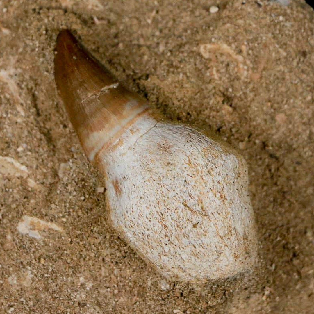 1.8" Halisaurus Mosasaur Fossil Tooth Rooted in Matrix Cretaceous ...