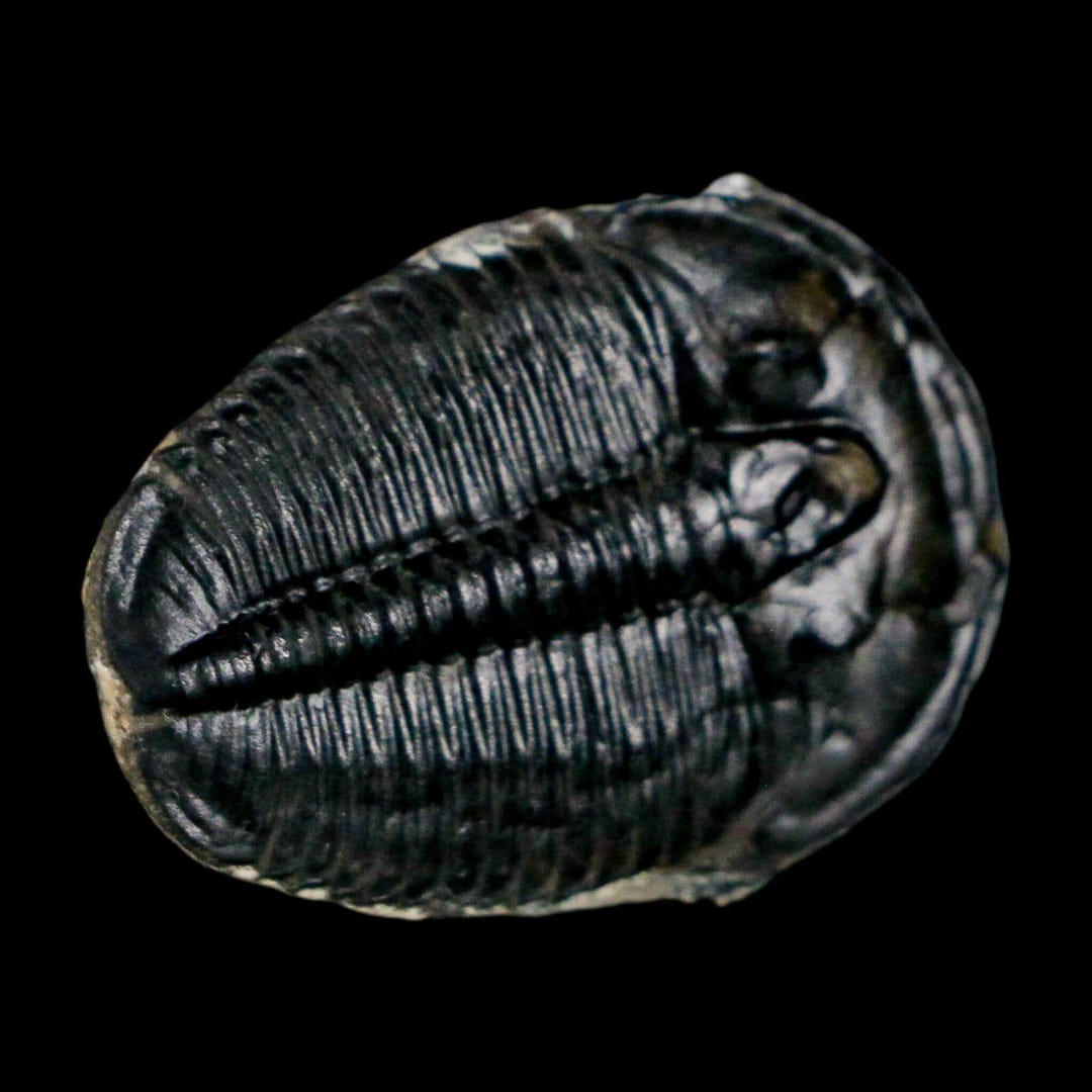 1" Elrathia Kingi Trilobite Fossil Utah Cambrian Age 521 Million Years ...