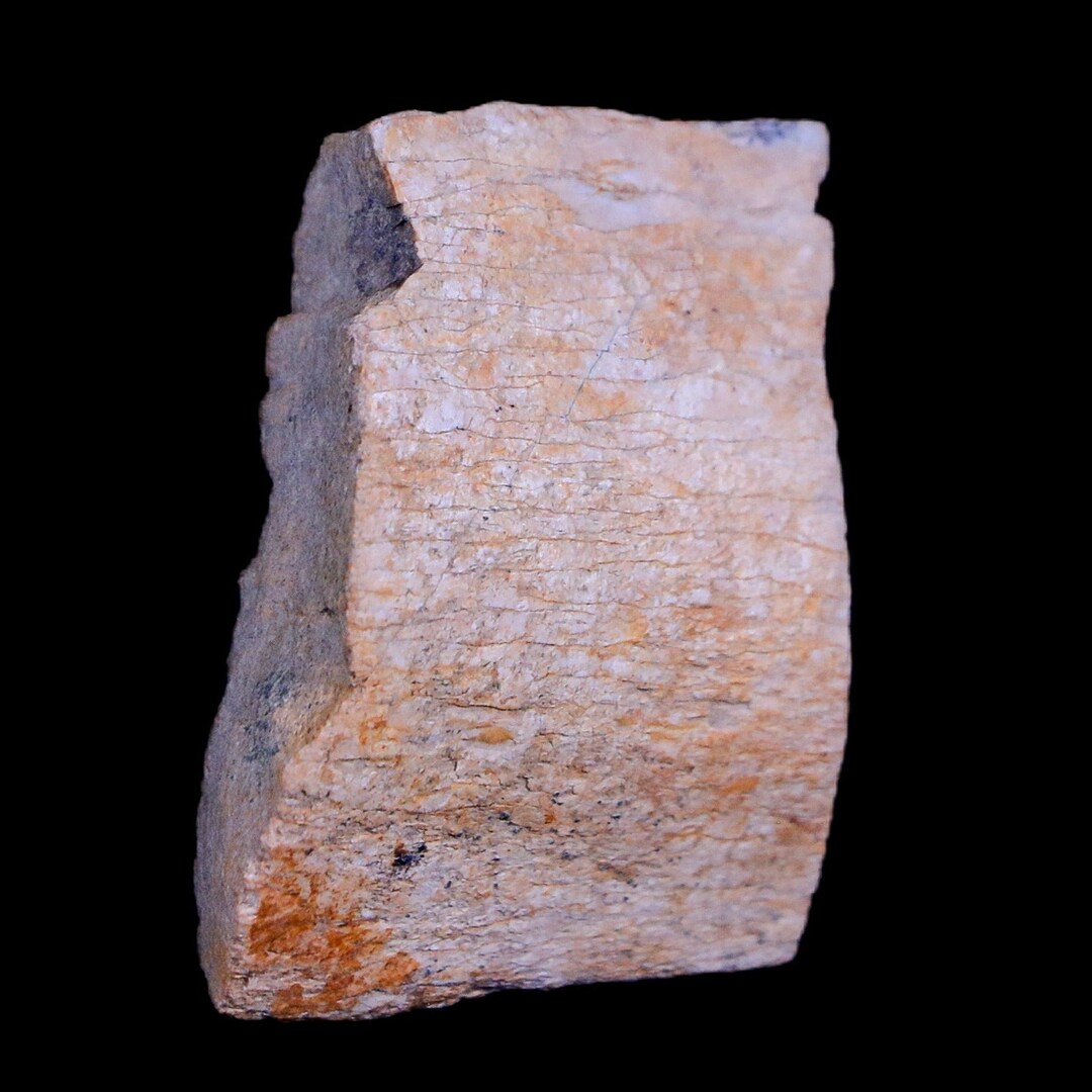 1.4 Triceratops Fossil Rib Bone Lance Creek Formation - Etsy