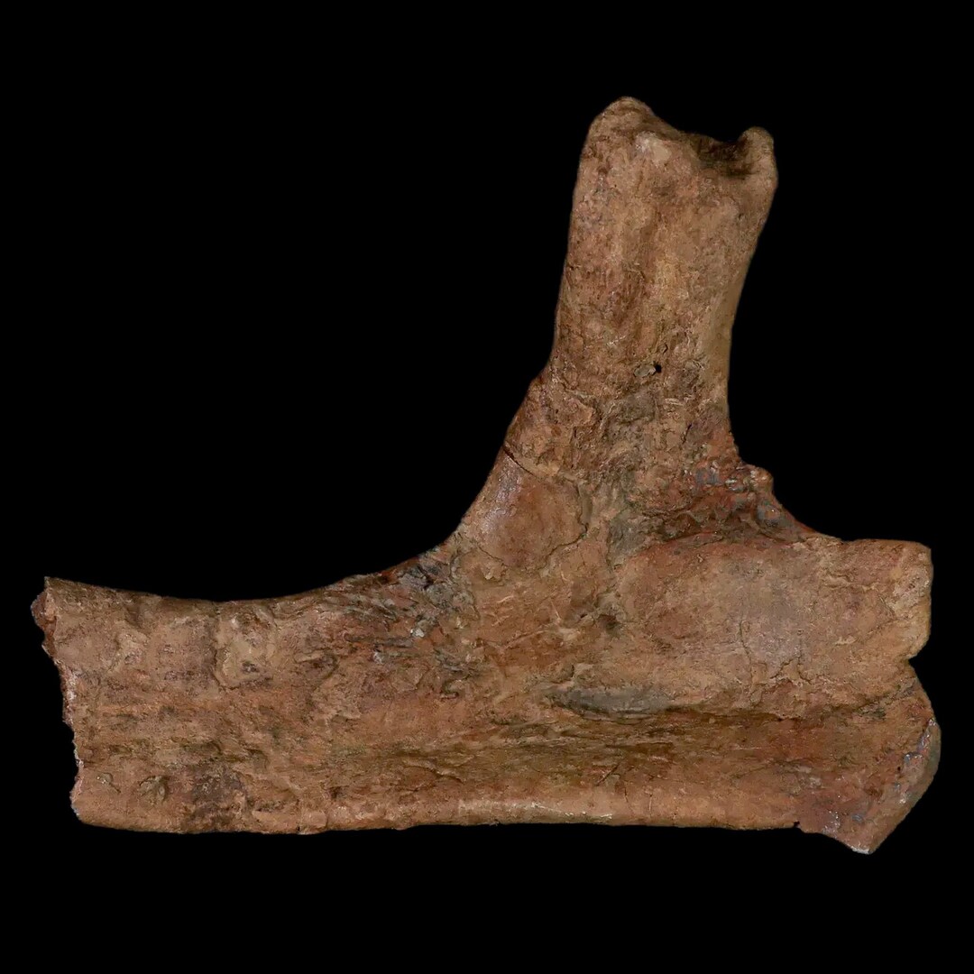 5.4 Dromaeosaurid Raptor Fossil Rib Bone Cretaceous Age Dinosaur Hell ...