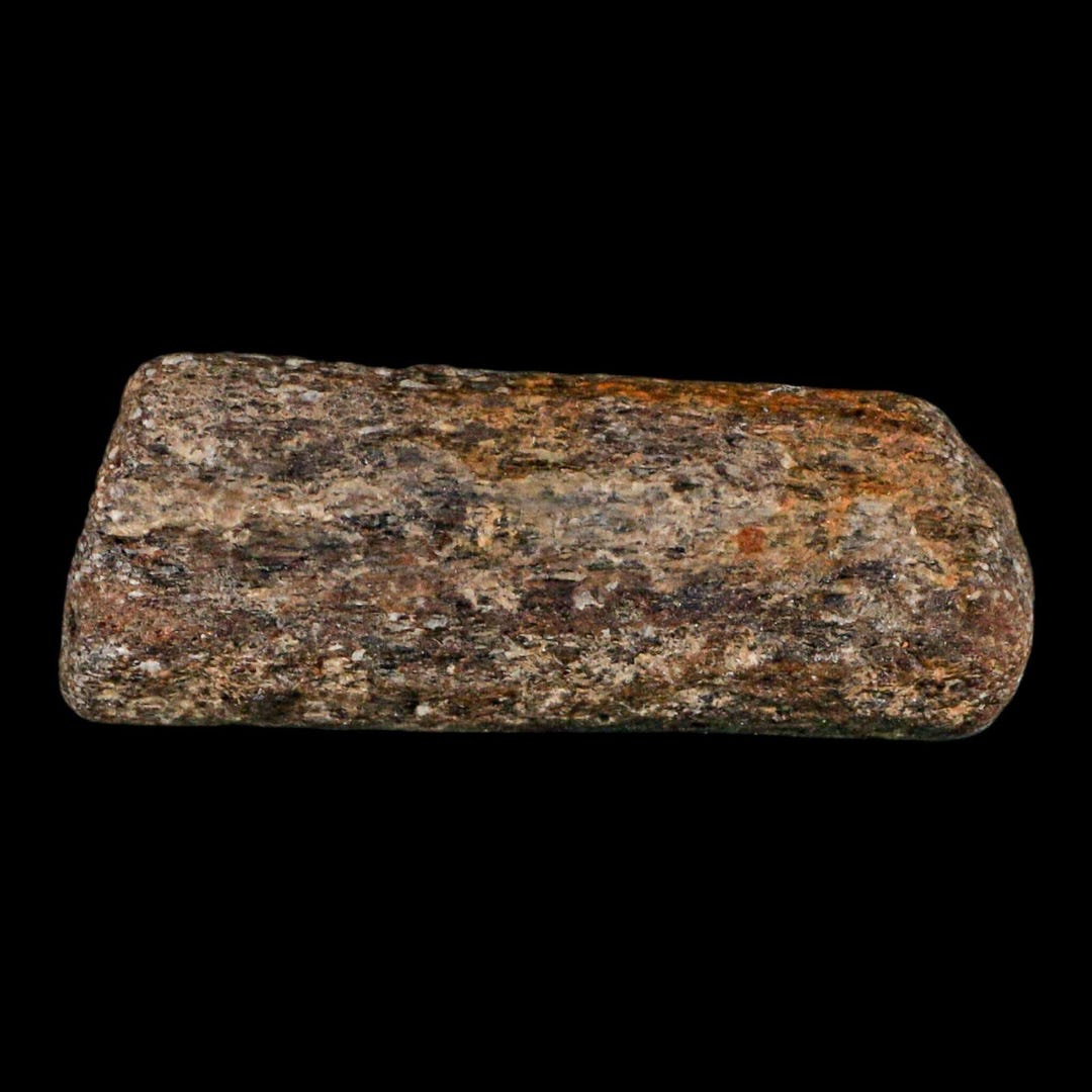 2.2" Mosasaur Fossil Rib Section Cretaceous Dinosaur Era Texas Ozan ...