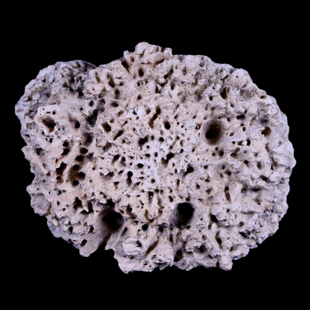 2.1 Glyptodon Fossil Osteoderm Scute Plate Bony Armor Pliocene Age ...