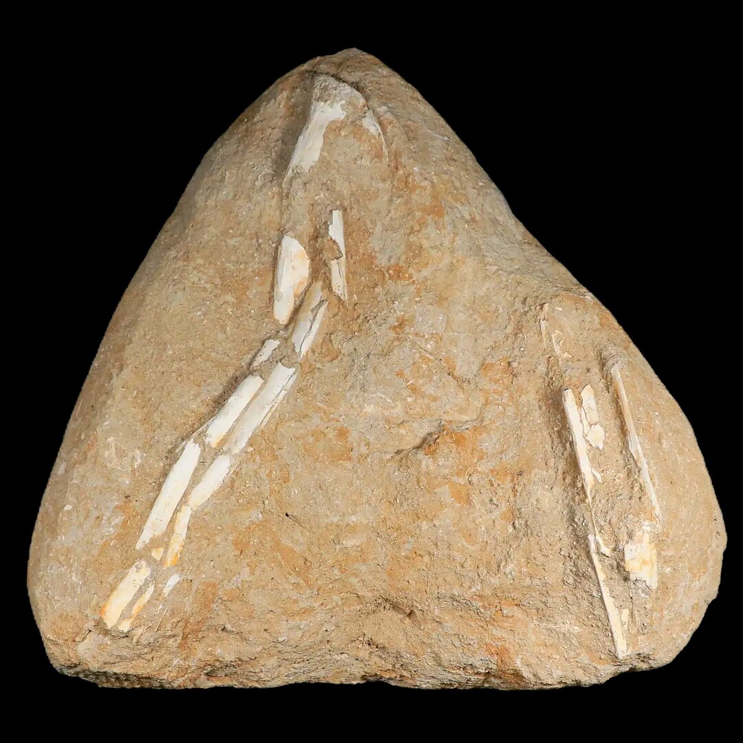 XL 9 Rare Pterosaur Tethydraco Regalis Fossil Bone in Matrix Upper ...